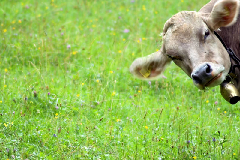 NZ 'Fart Tax': Here's why the government's plans are full of hot air ...