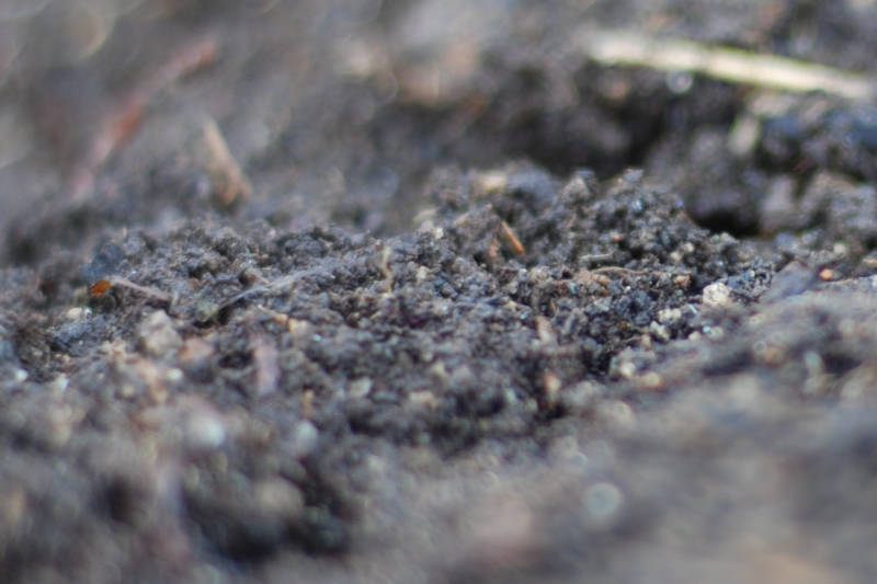 How to grow your own food, Step 2: De-compact the soil — Bliss Blog