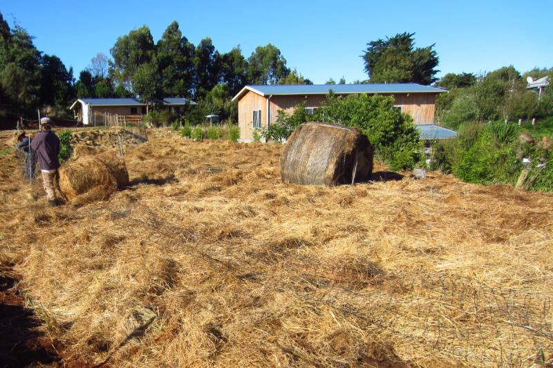 Step 3: How to mulch your garden (and why you should) — Bliss Blog